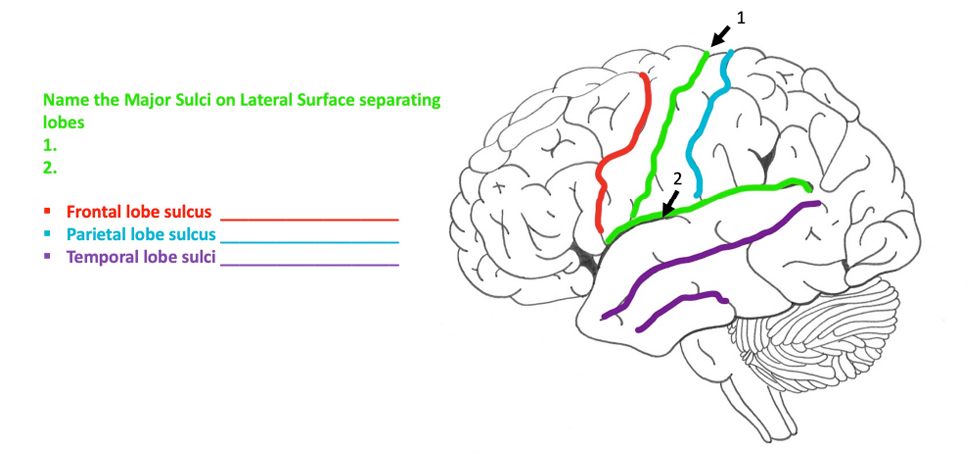 The Nervous System Lab Part 1 Cerebrum Sulci And Gyri