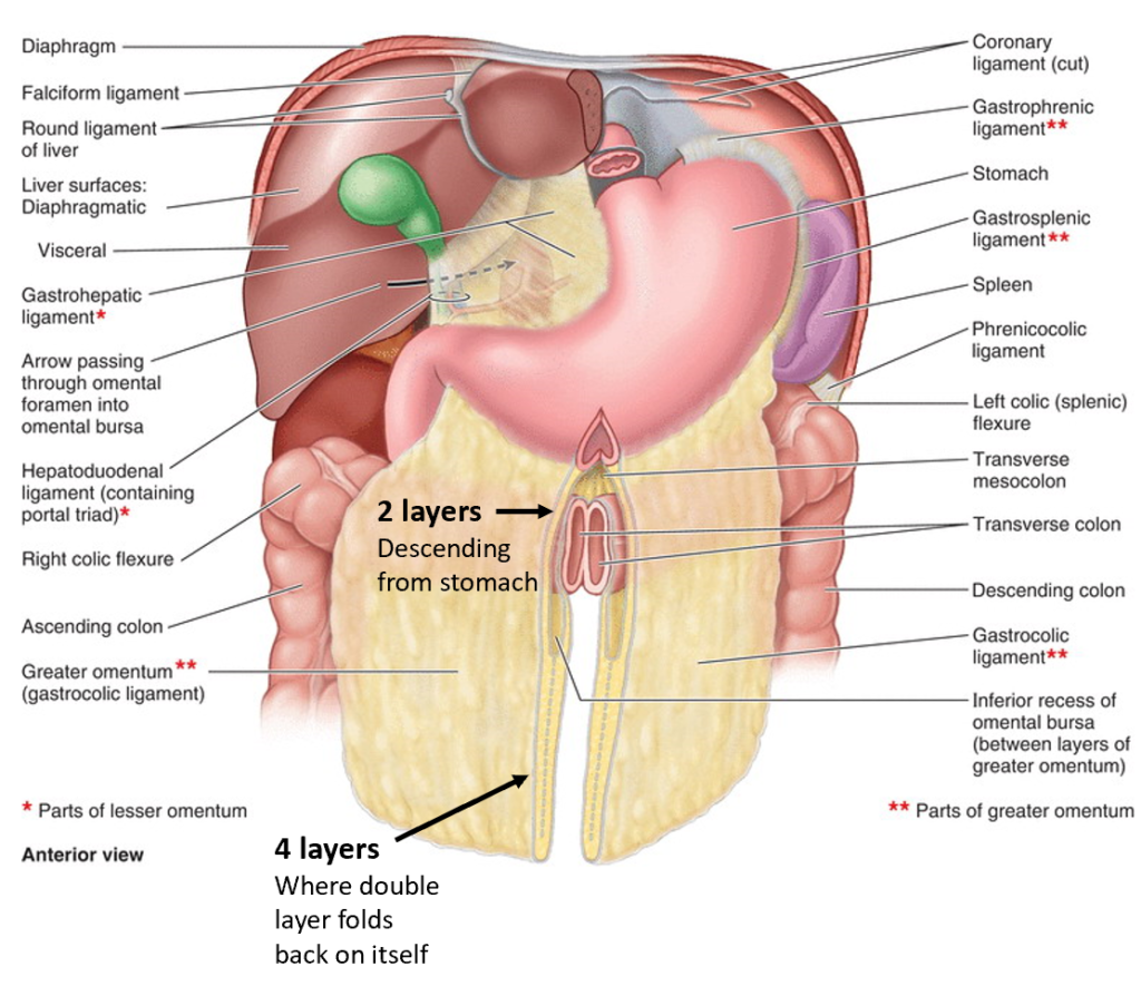 Lab 9: Peritoneal cavity, overview of GI, and retroperitoneum - ESFCOM ...