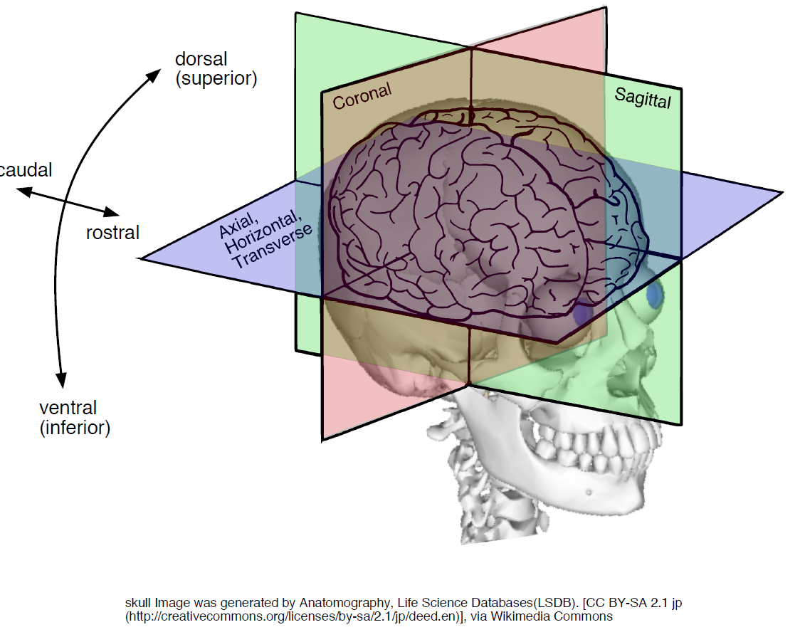 Neuroanatomy - Medicine Digital Learning