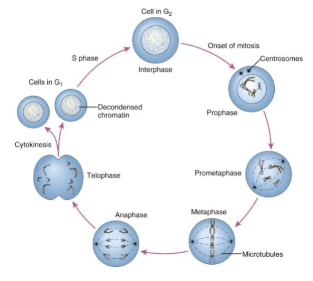 Inheritance Patterns Elson S Floyd College Of Medicine Learning