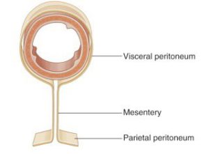 The peritoneal cavity and mesenteries - Medicine Digital Learning