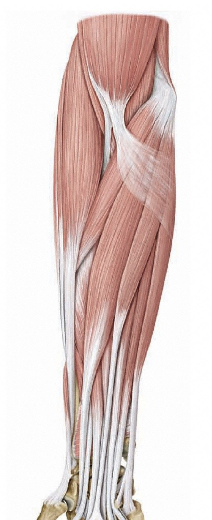 Anatomy Review - Medicine Digital Learning